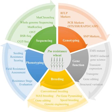 Pdf Fighting Wheat Powdery Mildew From Genes To Fields