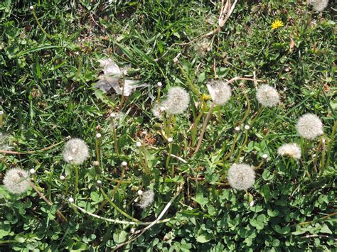 ფოტოები