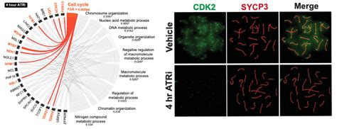 Weiss And Smolka Labs Publish Back To Back Papers In Elife Cornell