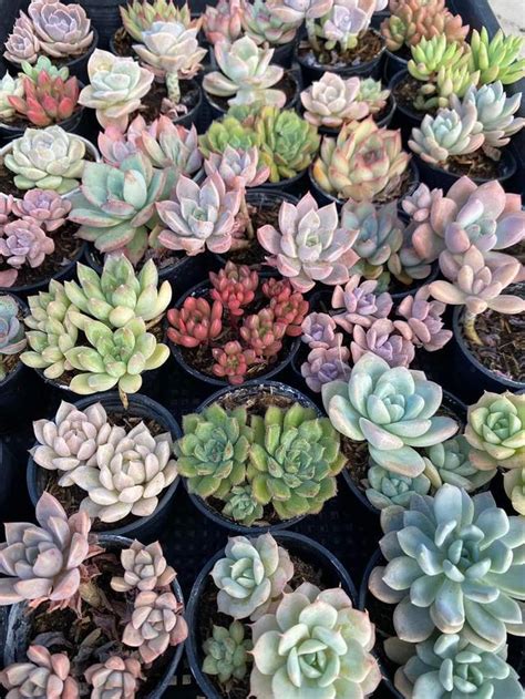 ไม้อวบน้ำสวยๆ Ennxo