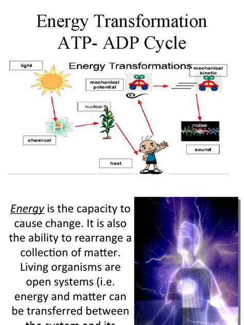 Atp Adp Cycle Pdf Adenosine Triphosphate Adenosine Diphosphate