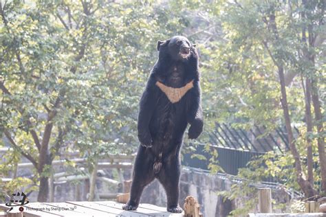 高雄壽山動物園 台灣黑熊 站立 熊熊站起來 高雄壽山動物園 台灣黑熊 站立 熊熊站起來 學名：ursus Thibe Flickr