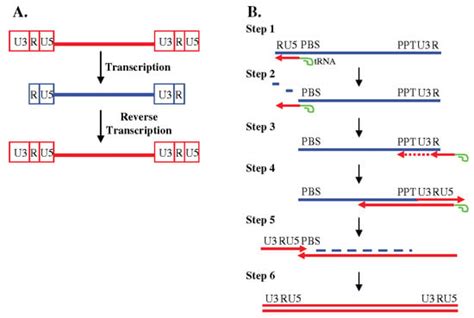 Viruses Special Issue Recombination In Viruses