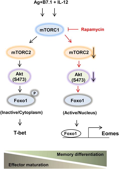 Transcription Factor Foxo1 Represses T Bet Mediated Effector Functions And Promotes Memory Cd8