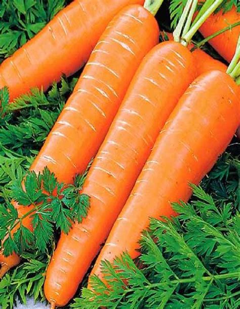 Купить Морковь Наполи F1 0,5 гр цв.п. от АгроСемФонд за 55.00 руб с ...