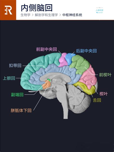 【人体奥秘】一张图看懂大脑的主要结构 知乎