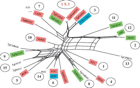Figure 1 From Genotyping Toxoplasma Gondii From Wildlife In Pennsylvania And Identification Of