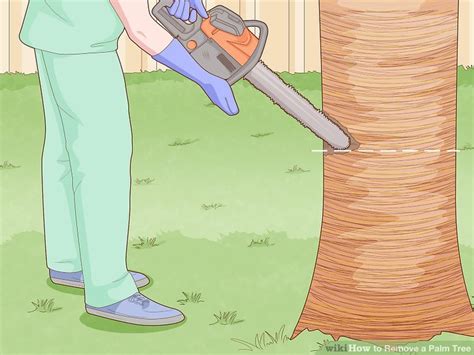3 Ways To Remove A Palm Tree WikiHow