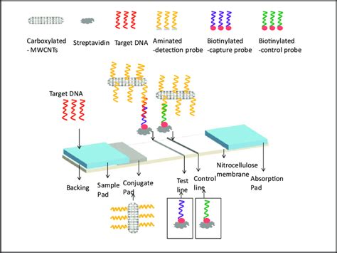 Schematic Illustration Of The Principle Of Dna Measurement On Download Scientific Diagram