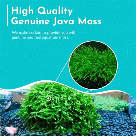 3x Java Moss Taxiphyllum Barbieri Porciones Yaxa Colombia