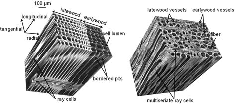 Anisotropic Cellular Microstructure Documented With Synchrotron X Ray
