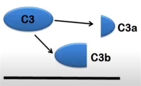 Lec4 The Complement System Flashcards Quizlet