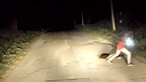 viral video karnataka man removes python from road with bare hands