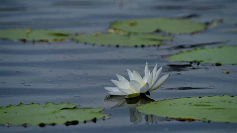 Цветы Водяные Лилии Лотос Free Video On Pixabay