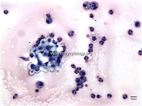 The Atlas Of Cytology And Haematology Cases Veterinary Cytology