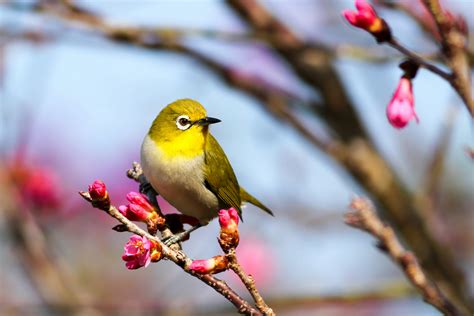 Picture Of Bird
