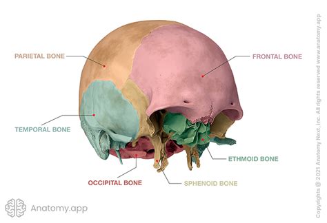 Sutures Of Skull Encyclopedia Anatomy App Learn Anatomy 3d Models Articles And Quizzes