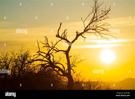 Tree At The Sunset Stock Photo Alamy