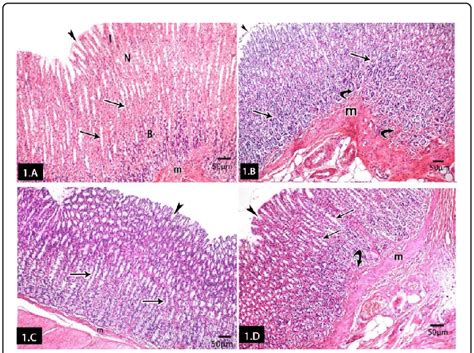 1a Control Fundic Mucosa Showing The Fundic Glands Arrows In The