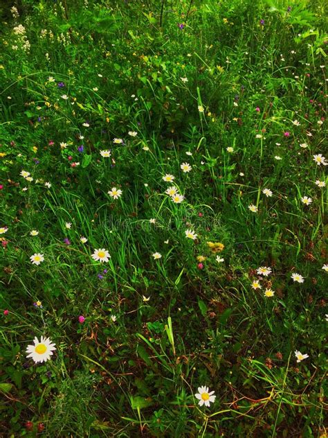 Wildflowers 库存图片 图片 包括有 野花 工厂 本质 字段 120771543