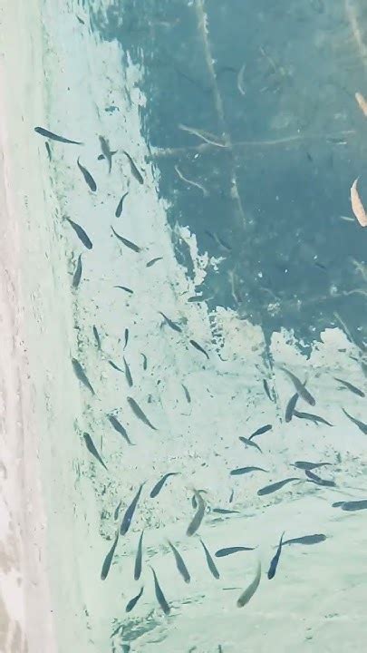 პატარა ლიფსიტები🐟🐟 Youtube