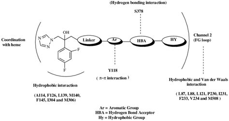Triazole Antifungal