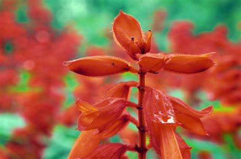 鲜花常识 ROSELOVE