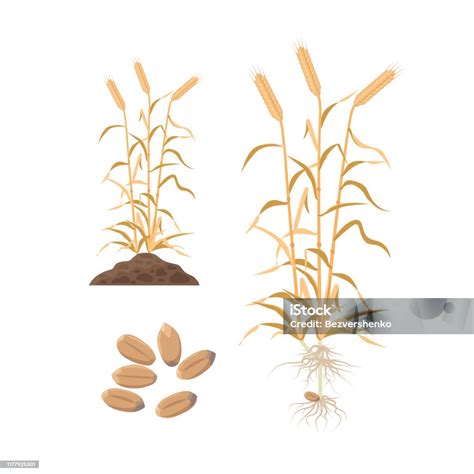 밀 곡물 뿌리와 토양에서 성장 하는 식물과 밀 성숙한 식물 평면 디자인에 벡터 그림의 집합 흰색 배경에 고립 된 식물 인포 그래픽 요소 밀에 대한 스톡 벡터 아트 및 기타