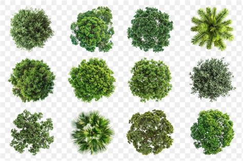 PNG Tree Top View Transparent Free PNG Rawpixel