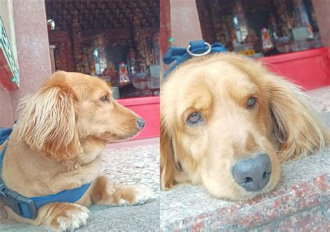 老愛偷內褲！色色臘腸犬被帶到「神明前懺悔」 回家一舉動氣暈爸 Ettoday寵物雲 Ettoday新聞雲
