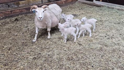 Viðja Bar Sex Lömbum Takk Fyrir Vísir