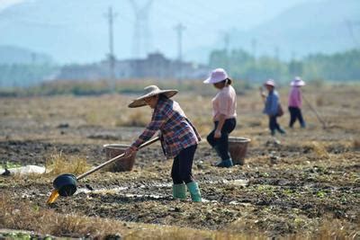 广西贺州立冬过后种菜忙 人民图片网