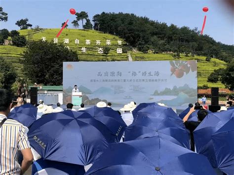 助力三个一号工程丨泰顺县百丈镇人大聚焦三个一号工程 助推打响百丈杨梅金名片 发展 销售 产业