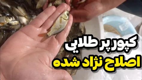 بچه ماهی کپور پر طلایی فیش مارکت