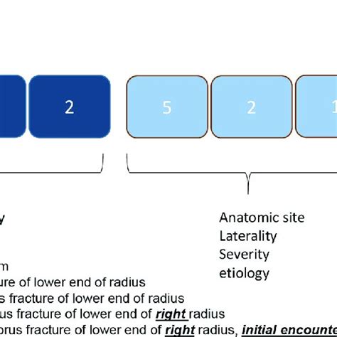 Icd 10 Cm Diagnosis Code Hierarchy And With Example S52 Fracture Of