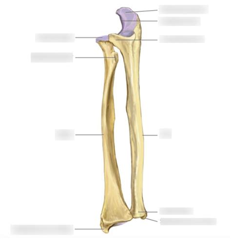Lab 10 The Appendicular Skeleton Ulna Radius Diagram Quizlet