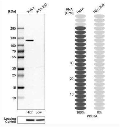 Pde3a Antibody Novus Biologicals 25 μl Unconjugatedantibodies