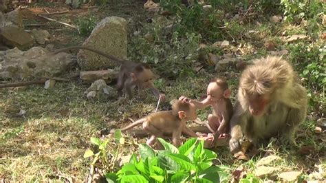 Shreejata Gupta On Linkedin Normativity Socialnorms Comparativepsychology Gestures Primates