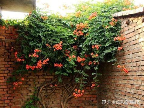 长沙私家花园设计中常用的六种唯美爬藤植物 植来植趣 知乎