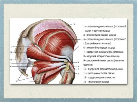 Дисплазия тазобедренного сустава Врожденный вывих бедра презентация онлайн
