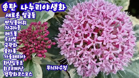 송탄 나누리야생화 신상얼굴들반딧불머위자귀3종금관화회오리난가을테리아솔라륨우이엽회양잎동초초설레드볼리틀라임수국~ Youtube