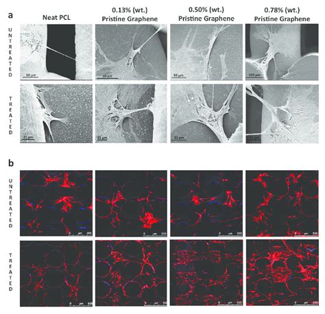 Cells Attached On The Scaffold A Sem Images After 21 Days Culture