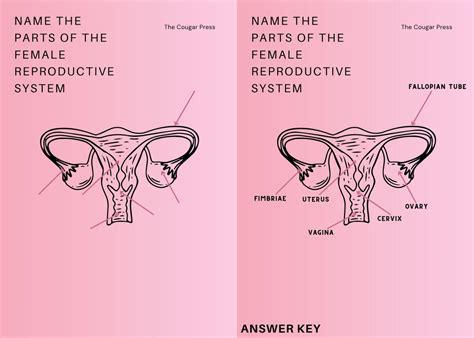 Opinion Lets Talk About Sex Ed For All Four Years Of High School The Cougar Press