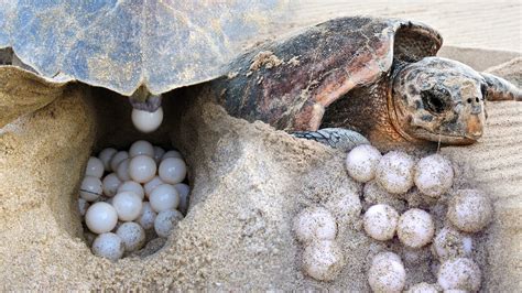 Why Do Turtles Lay Eggs On Land
