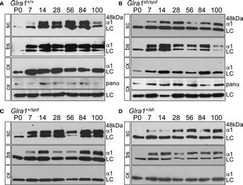 Glyr Antibodies Antibody Search Engine Citeab