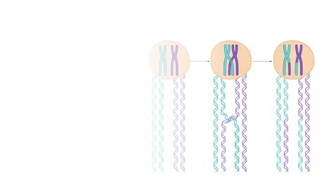 Homologous Recombination