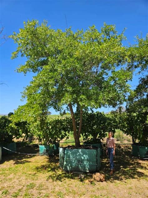 Searsia Lancea Karee Habitat Mature Tree Nursery