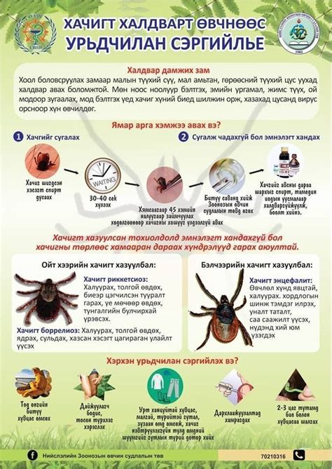 Хээрийн бүс нутагт хачигт халдварын тандалт судалгаа хийж байна