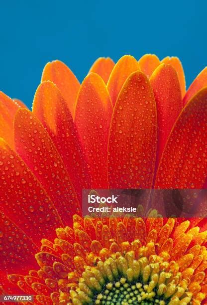 오렌지 데이지 Gerbera 꽃 꽃잎 매크로 촬영에 물방울 0명에 대한 스톡 사진 및 기타 이미지 0명 거베라데이지 꽃 한송이 Istock