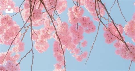 푸른 하늘 아래 핑크 벚꽃 나무 사진 Unsplash의 무료 분홍색 이미지